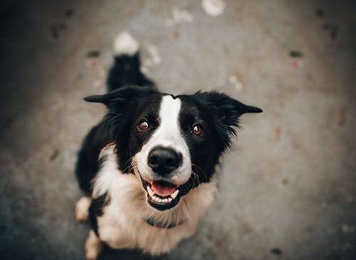 Common Types of Tumors Your Pet Dog Might Have - OSoleil
